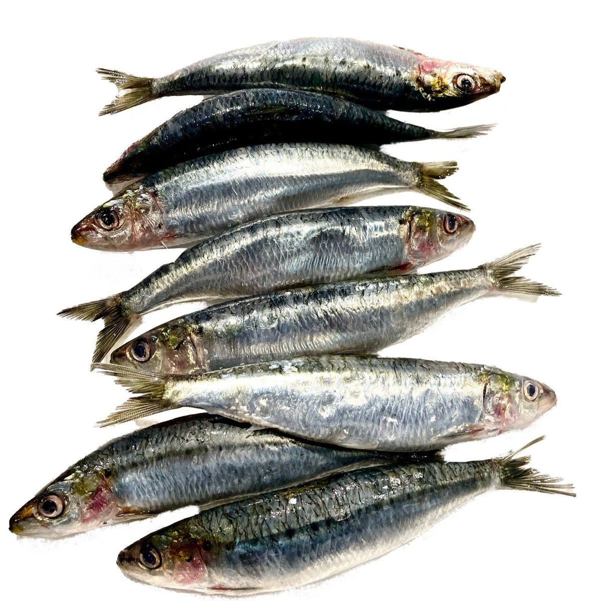 Whole Fresh Sardine – Notting Hill Fish + Meat