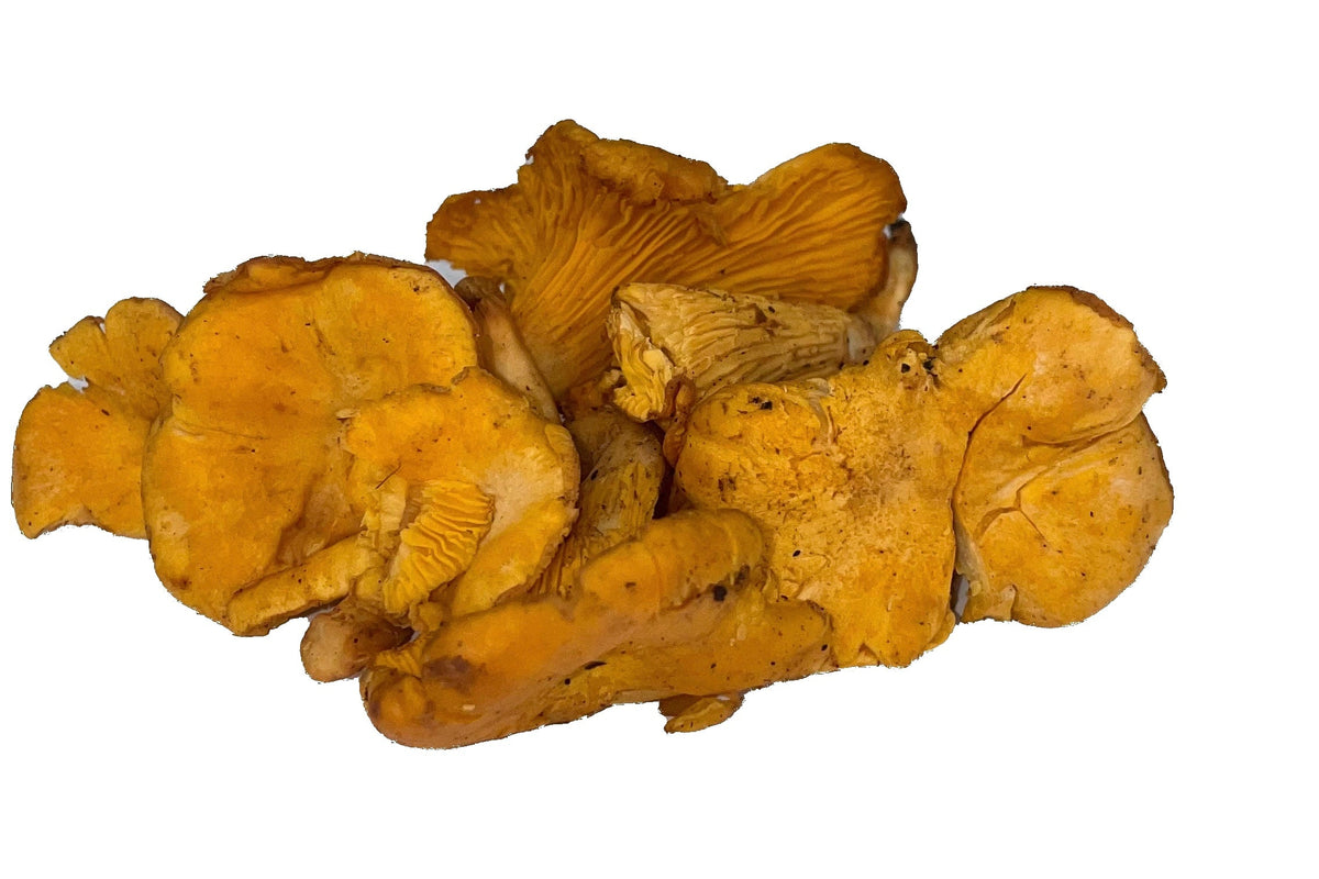 Girolle Mushrooms – Notting Hill Fish + Meat