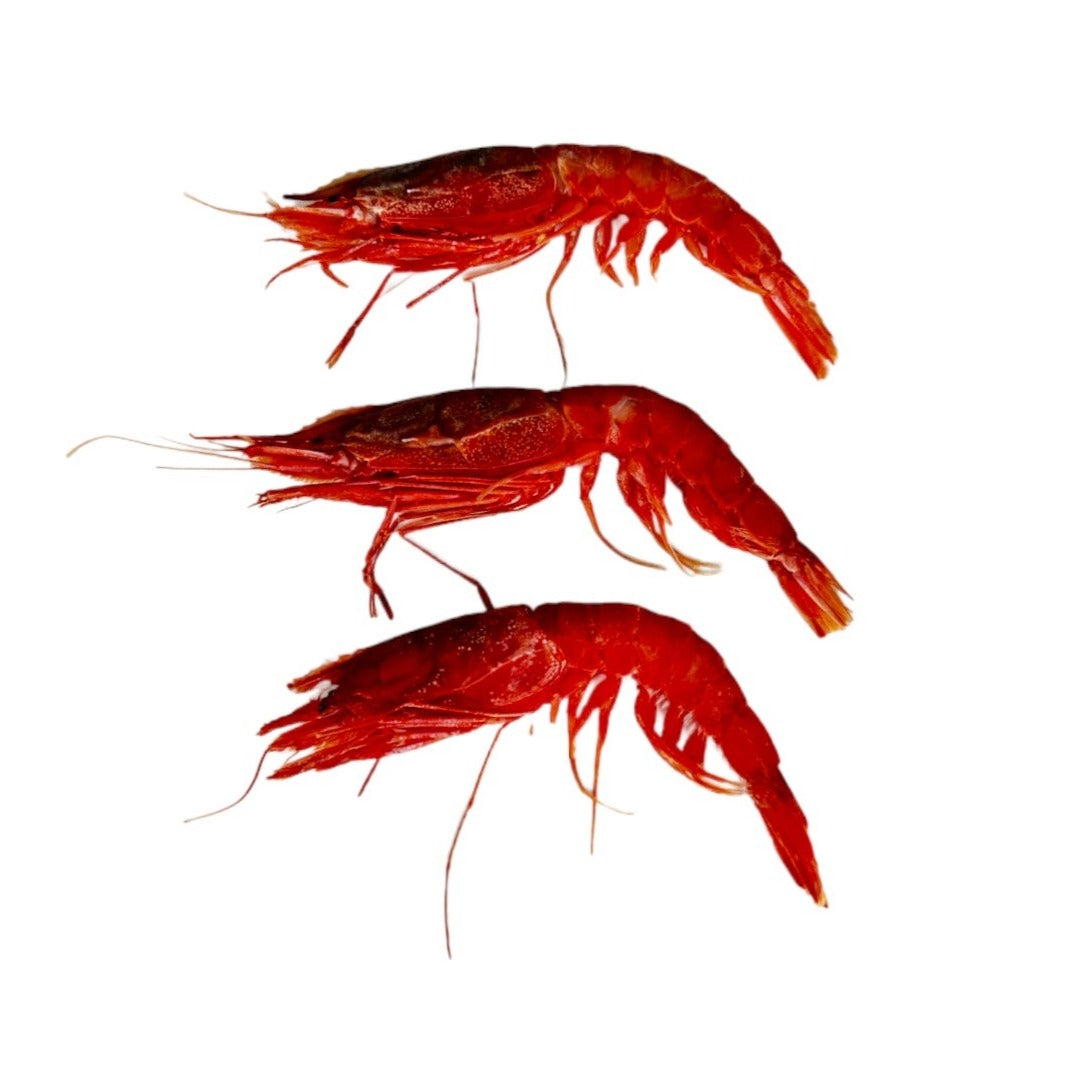 Red Prawns Mazara Del Valo - sold each – Notting Hill Fish + Meat