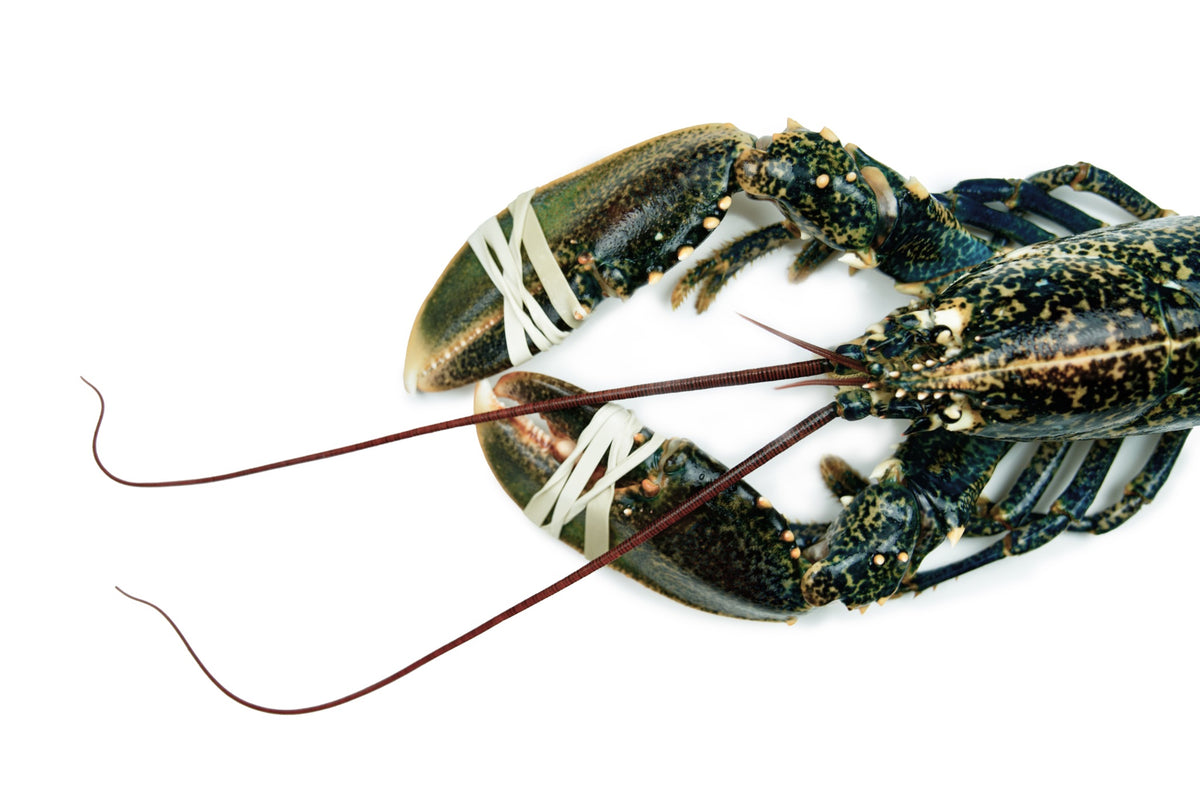 Live Scottish Native Lobster – Notting Hill Fish + Meat